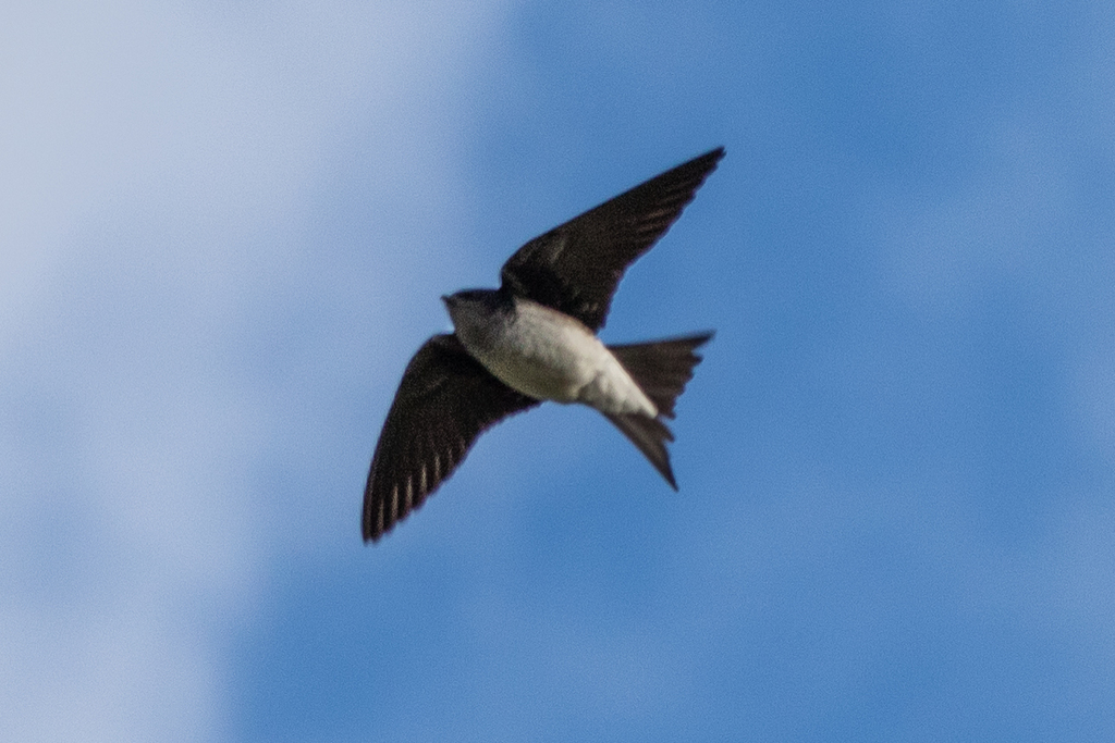 Gray-breasted Martin from Santa Maria, RS, Brasil on August 9, 2024 at ...
