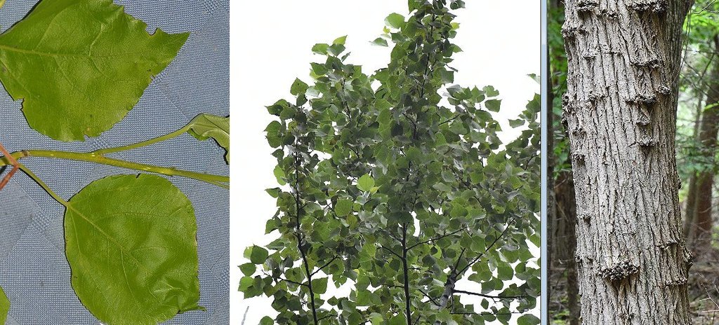 balsam poplar from Grand Isle, VT 05458, USA on July 2, 2016 by ...