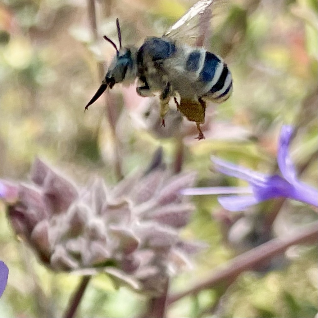 Urbane Digger Bee from Charles St, San Diego, CA, US on August 9, 2024 ...
