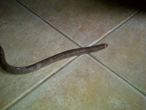 Crooked Worm Lizard (Amphisbaena camura) · iNaturalist