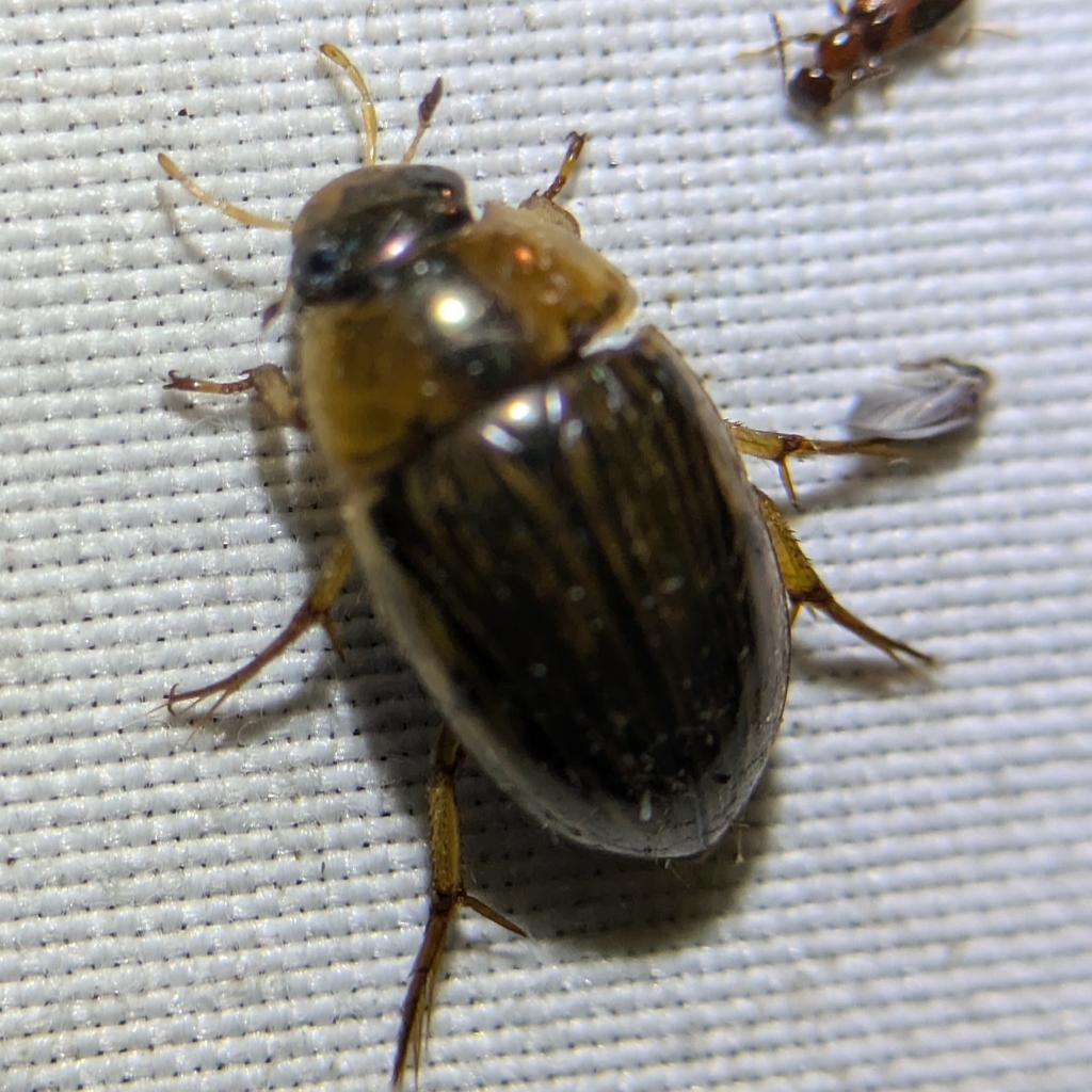 Tropisternus collaris mexicanus in August 2024 by Leif · iNaturalist