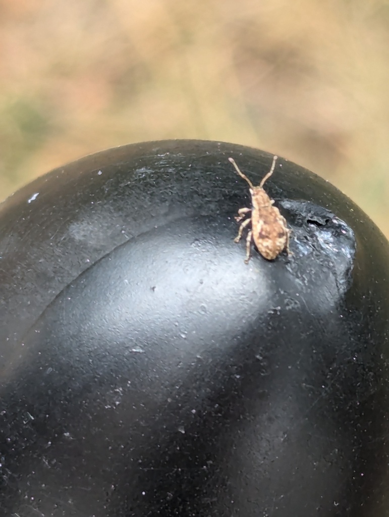 Peach Root Weevil from Colonial Village, Arlington, VA, USA on July 18 ...