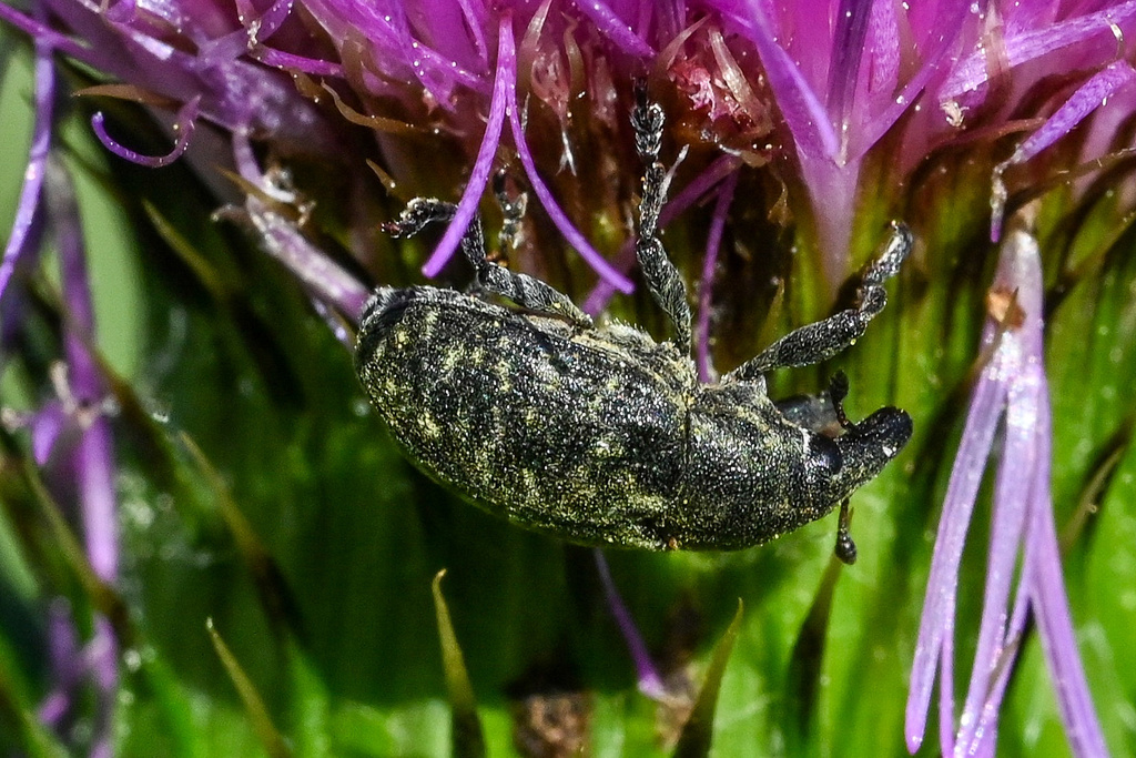 Turbine Cylindrical Weevil from Estabrook Park, Shorewood, WI, US on ...