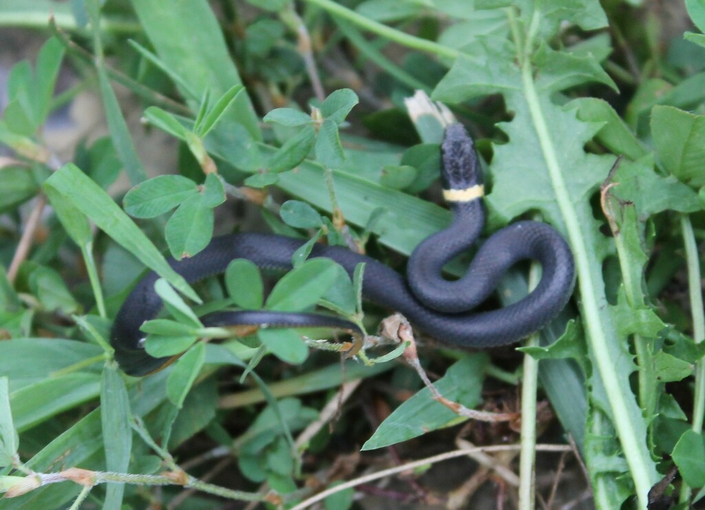 ring-necked snake from Grayson, KY 41143, USA on August 9, 2024 at 08: ...