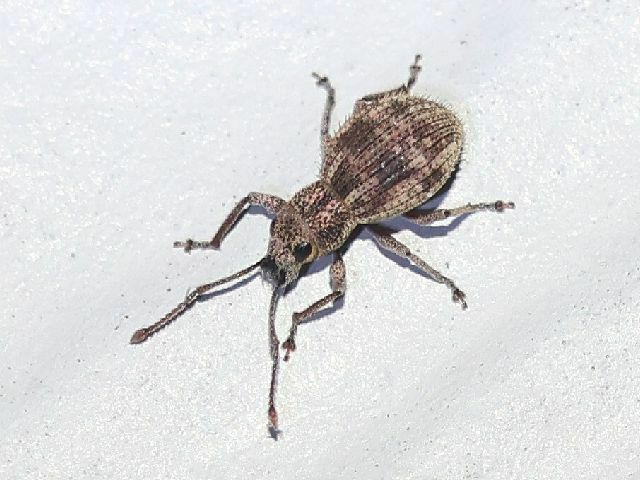 Imported Long-horned Weevil from Jamaica Bay Wildlife Refuge, Queens ...