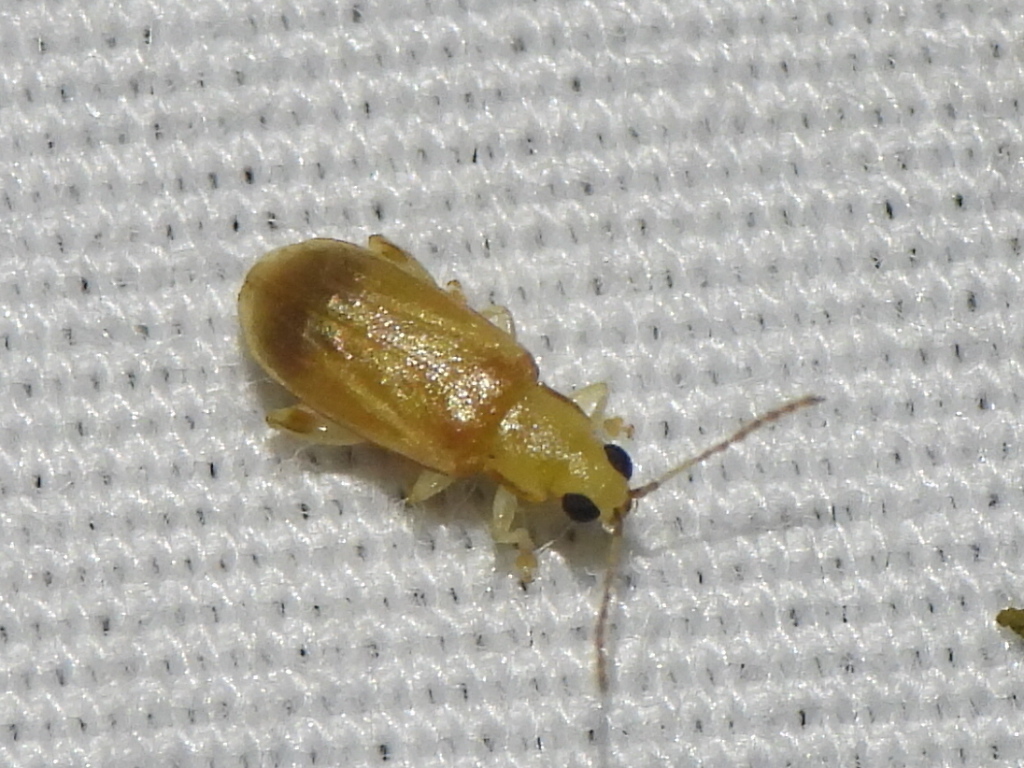 Dogwood Systena from Prosper, TX, USA on August 8, 2024 at 10:49 PM by Sam Kieschnick. What a ...