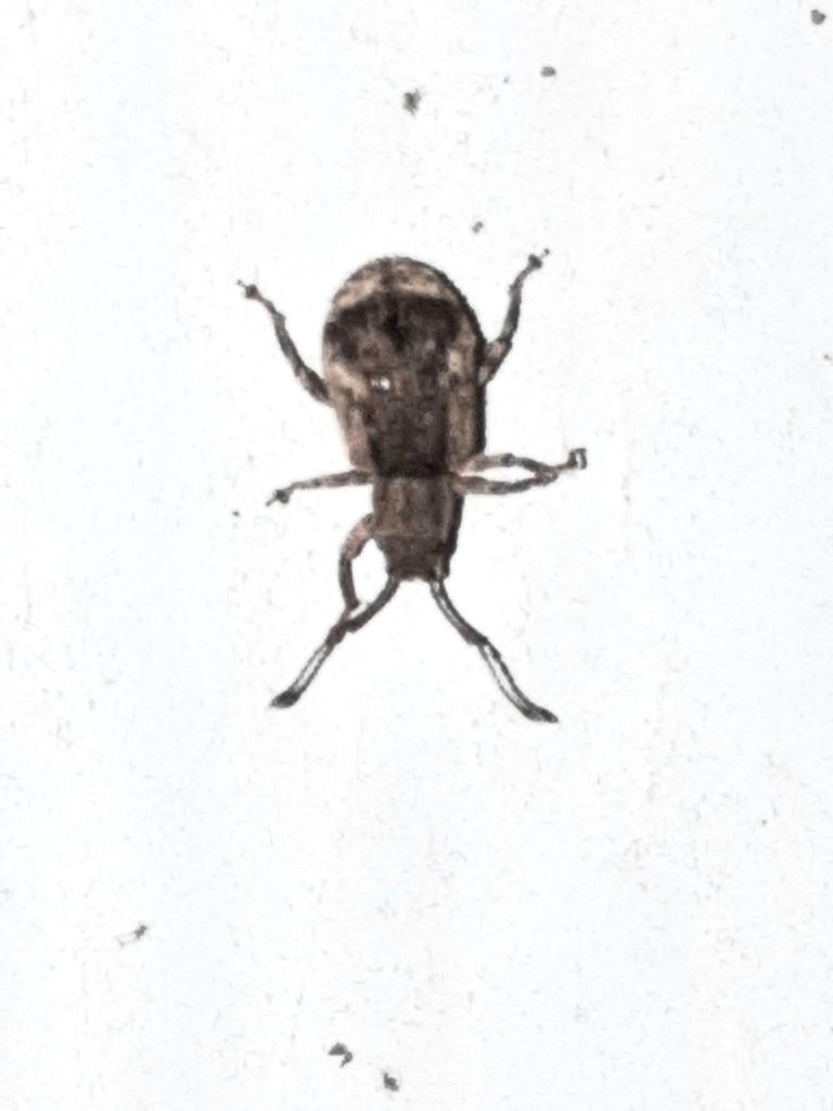 Peach Root Weevil from Elizabethton, TN 37643, USA on August 6, 2024 at ...