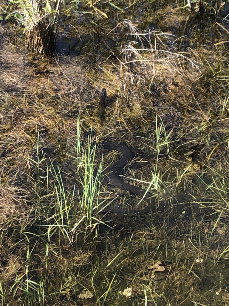 Northern Watersnake from St. Lawrence Islands, CA-ON-WB, CA-ON, CA on ...