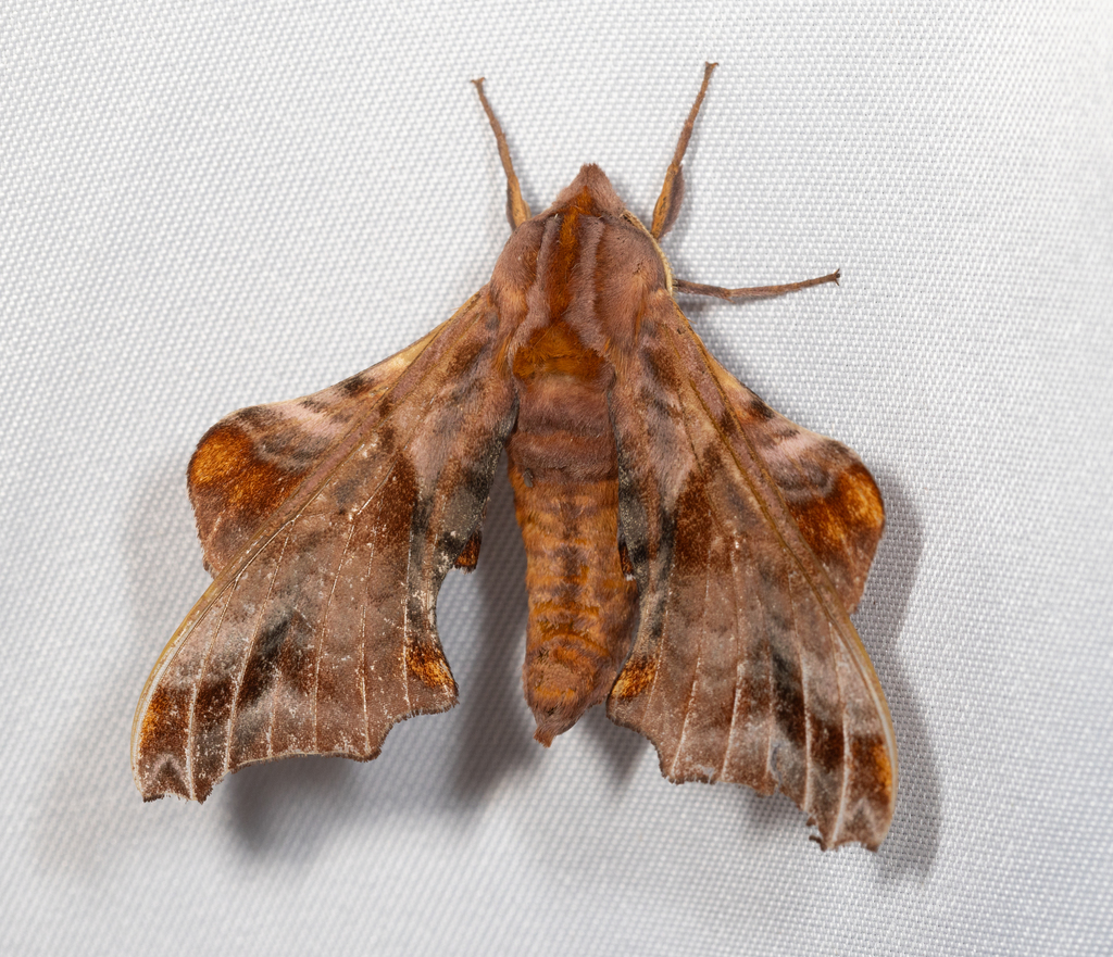 Small-eyed Sphinx from Cochise County, AZ, USA on August 7, 2024 at 08: ...
