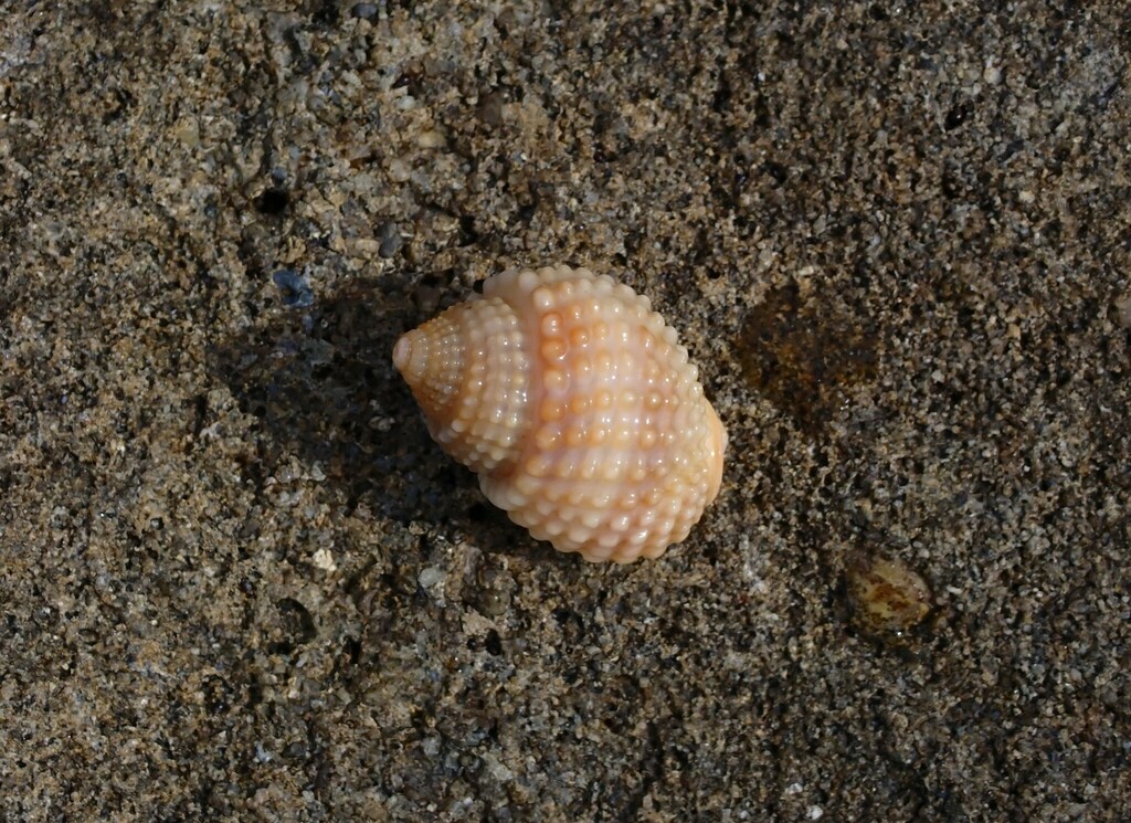 Nassarius conoidalis from Woody Head NSW 2466, Australia on August 5 ...