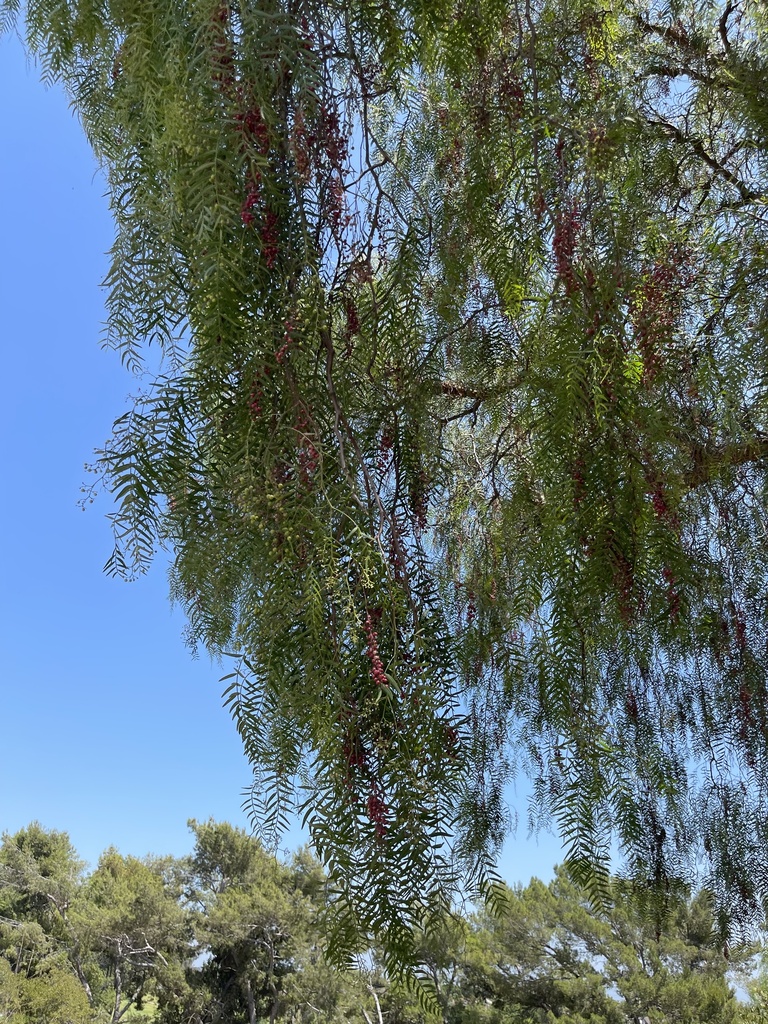 Peruvian Pepper Tree from Ralph B. Clark Regional Park, Fullerton, CA ...