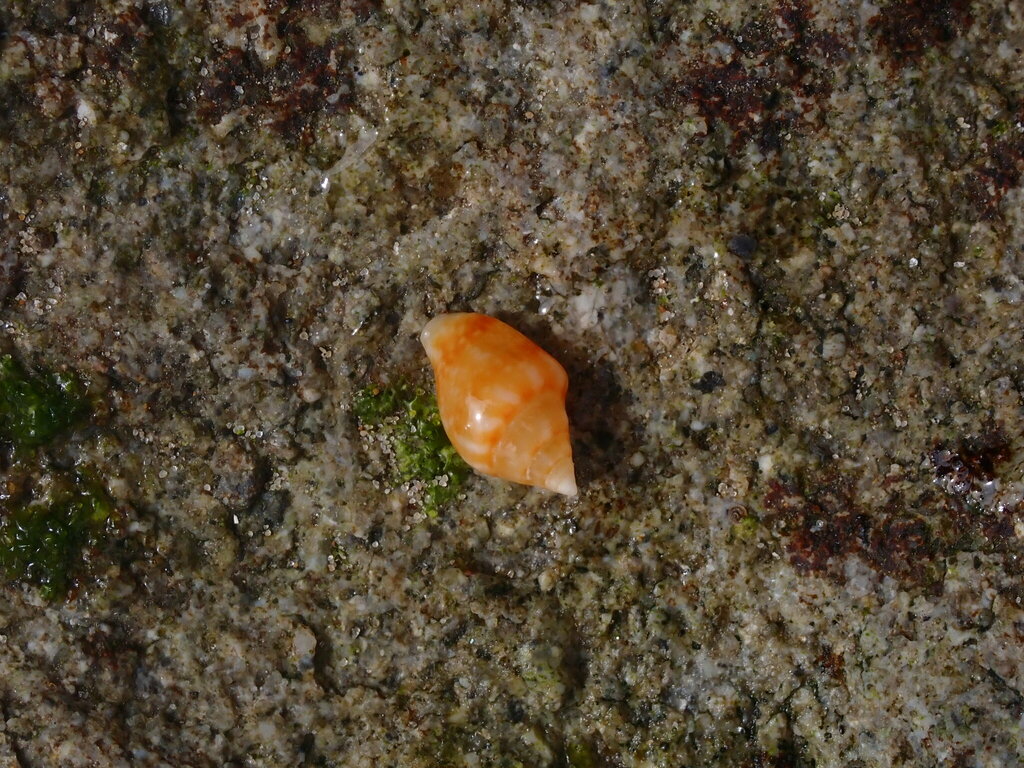 Dotted Dove Shell from Woody Head NSW 2466, Australia on August 05 ...