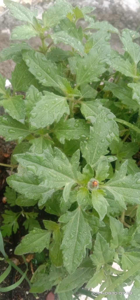 Tridax daisy from Kaohsiung, TW-KH, TW on August 10, 2024 at 07:29 AM ...
