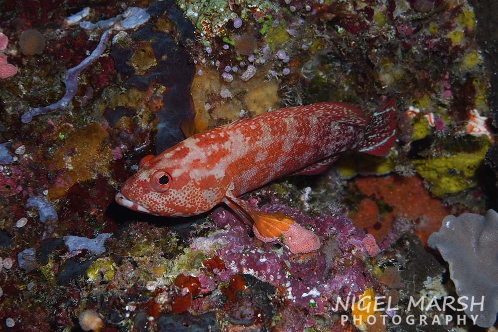 Flagtail Grouper on January 21, 2016 at 12:36 PM by Nigel Marsh ...