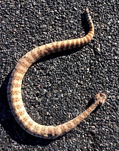 Southwestern Speckled Rattlesnake from Joshua Tree National Park ...