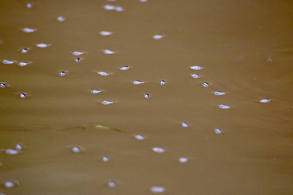 Dineutus from Violettes Lock on August 9, 2024 at 02:37 PM by Carla ...