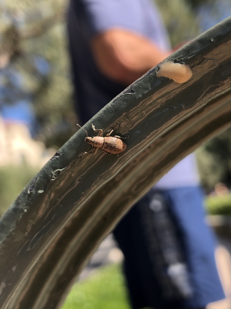 Fuller's rose weevil from Newport Coast, Newport Beach, CA, USA on ...