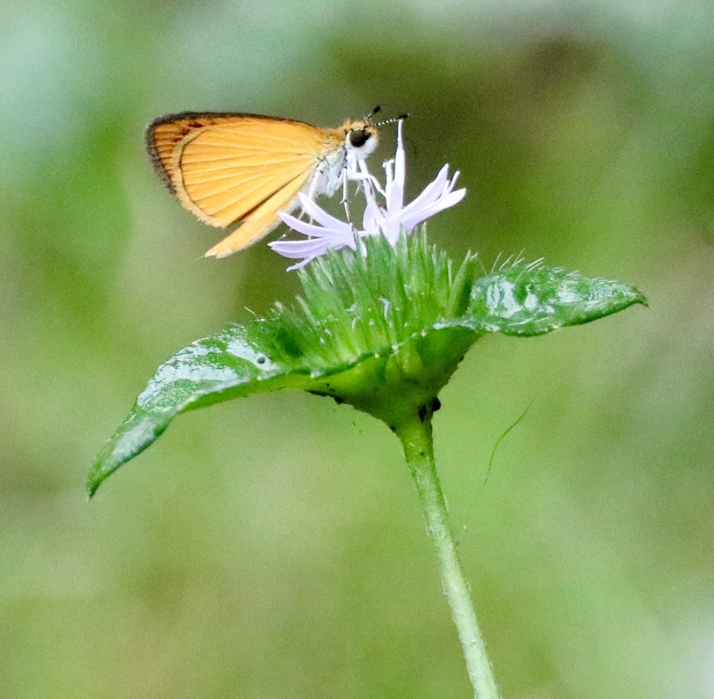 Least Skipper from Violettes Lock on August 9, 2024 at 02:44 PM by ...