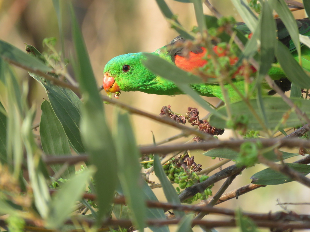 Red-winged Parrot from Charles Darwin National Park, Charles Darwin, NT ...