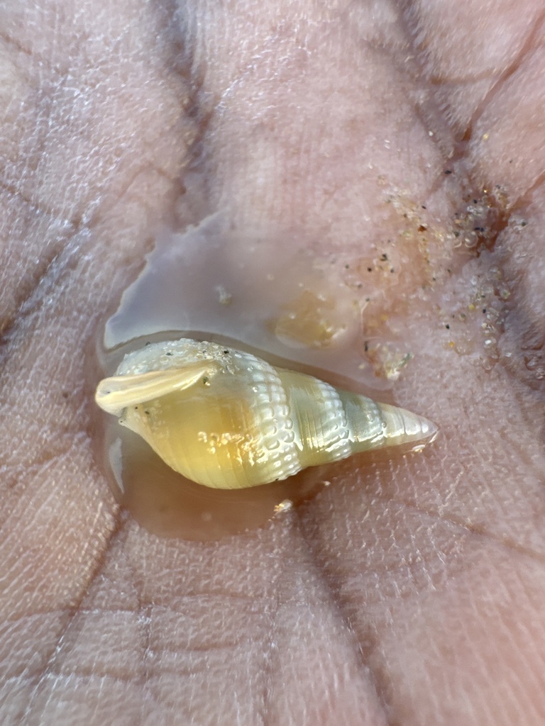 Bullia vittata from Bay of Bengal, PY, IN on August 10, 2024 at 06:25 ...