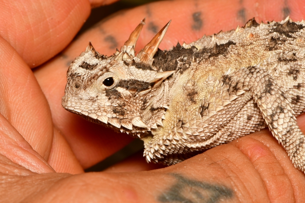 Texas Horned Lizard in August 2024 by Joey Santore. This guy looked ...