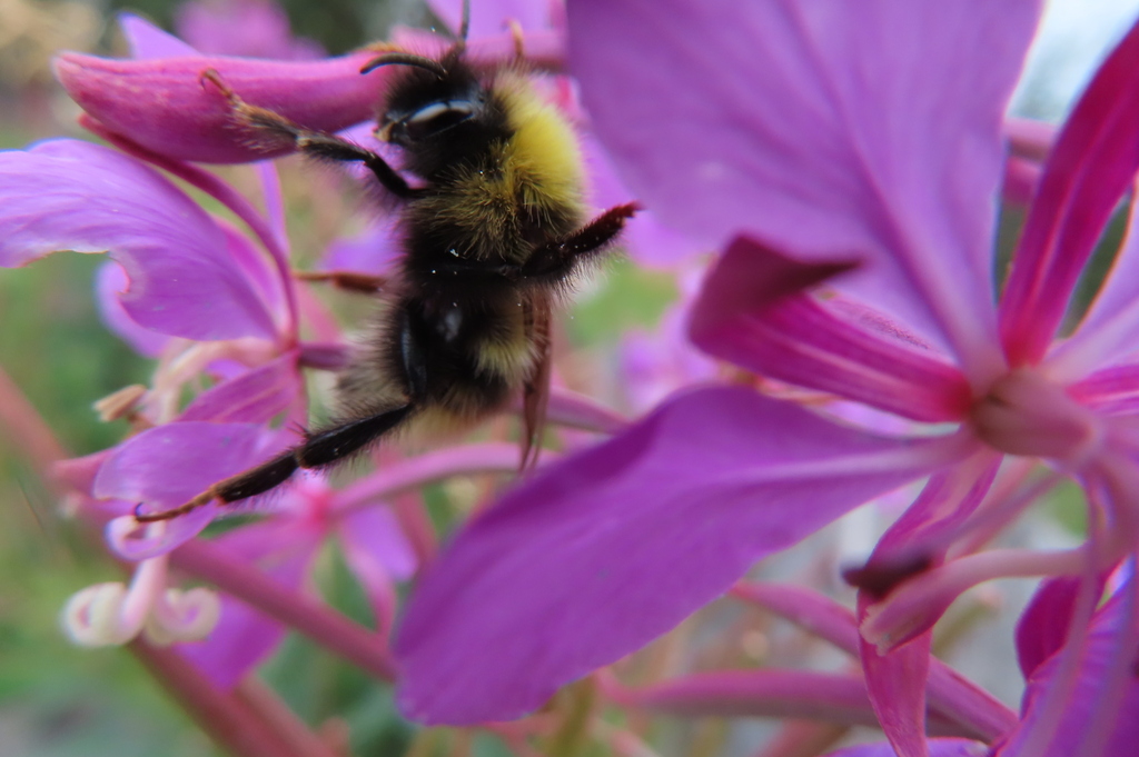 Bumble Bees from Yukon, CA-YT, CA on August 2, 2024 at 12:08 PM by ...
