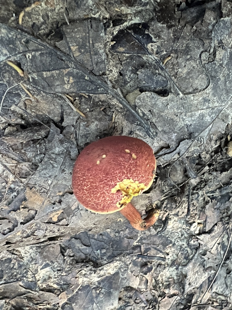 Hortiboletus from Hoosier National Forest, Norman, IN, US on August 09 ...