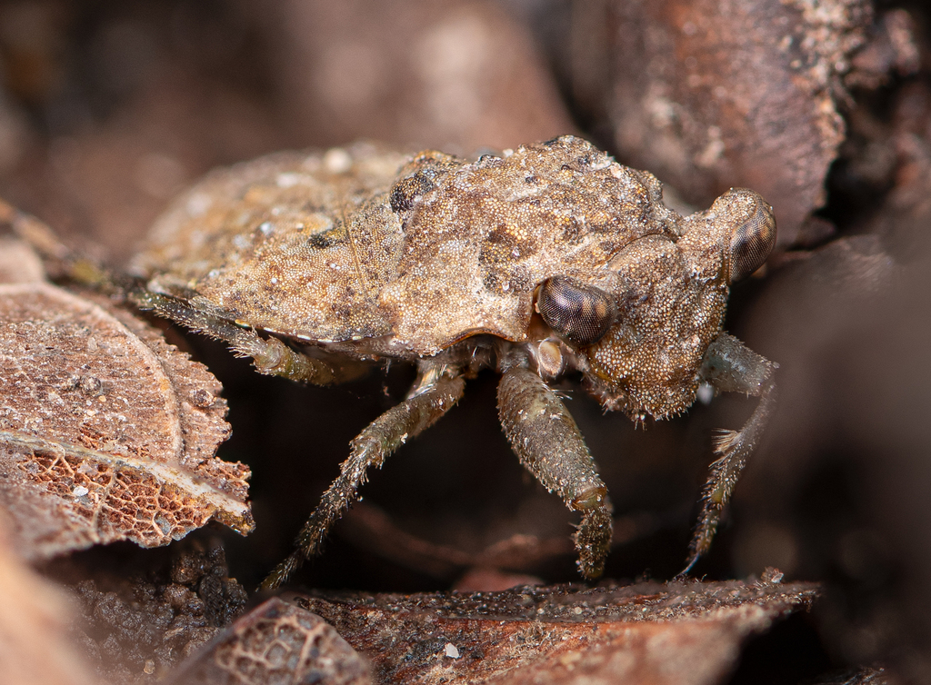 Big-eyed Toad Bug from Cedar Grove Road, Oktibbeha County, MS, USA on ...
