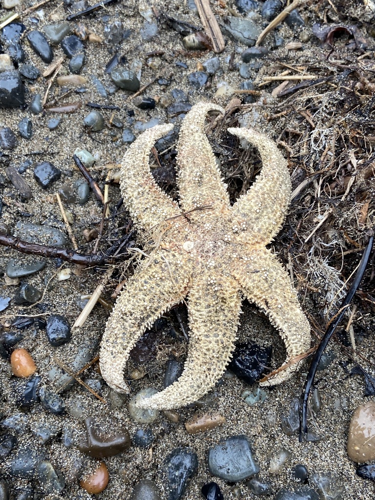 Polar Six-rayed Star from Herschel Island – Qikiqtaruk Territorial Park ...