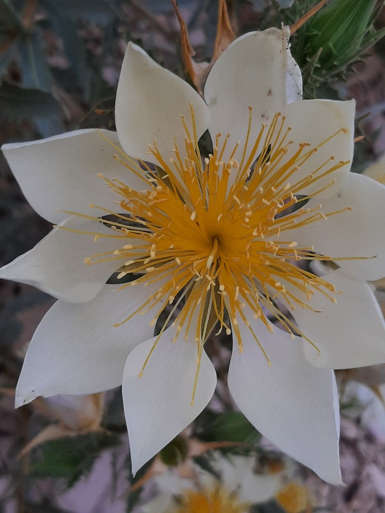 Ten-petal Stickleaf from Otero County, CO, USA on August 9, 2024 at 06: ...