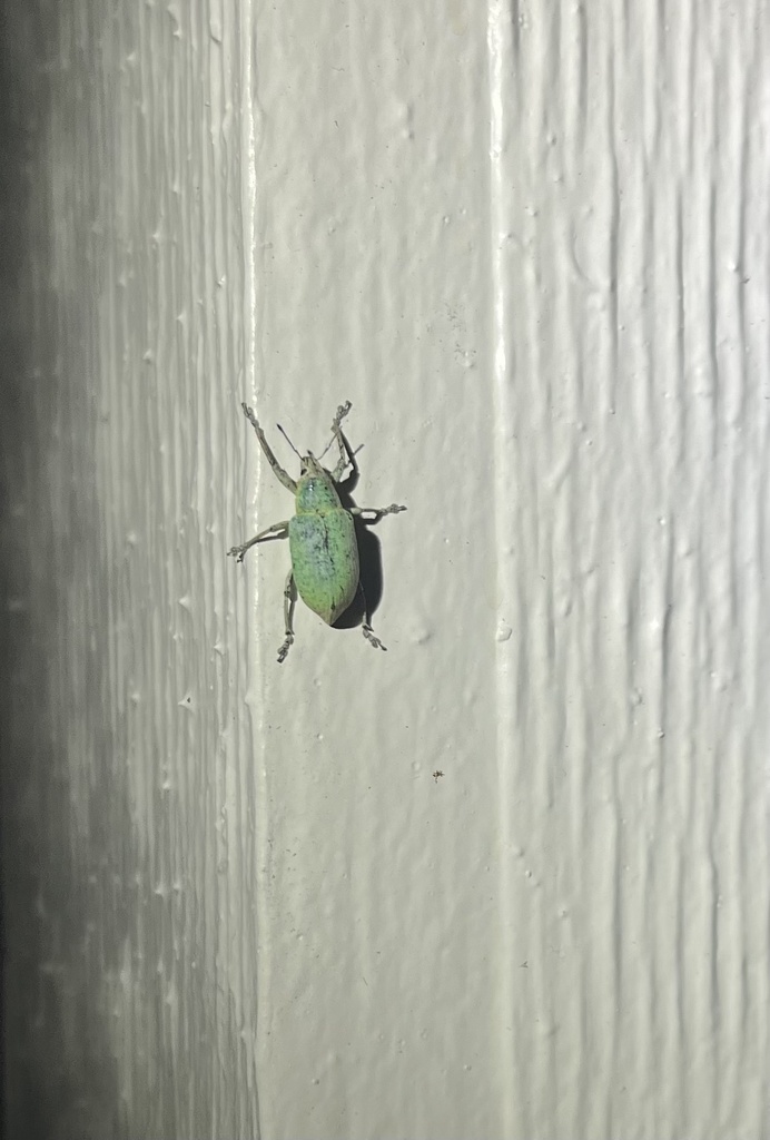 Northern Citrus Root Weevil from NW 32nd Ln, Gainesville, FL, US on ...