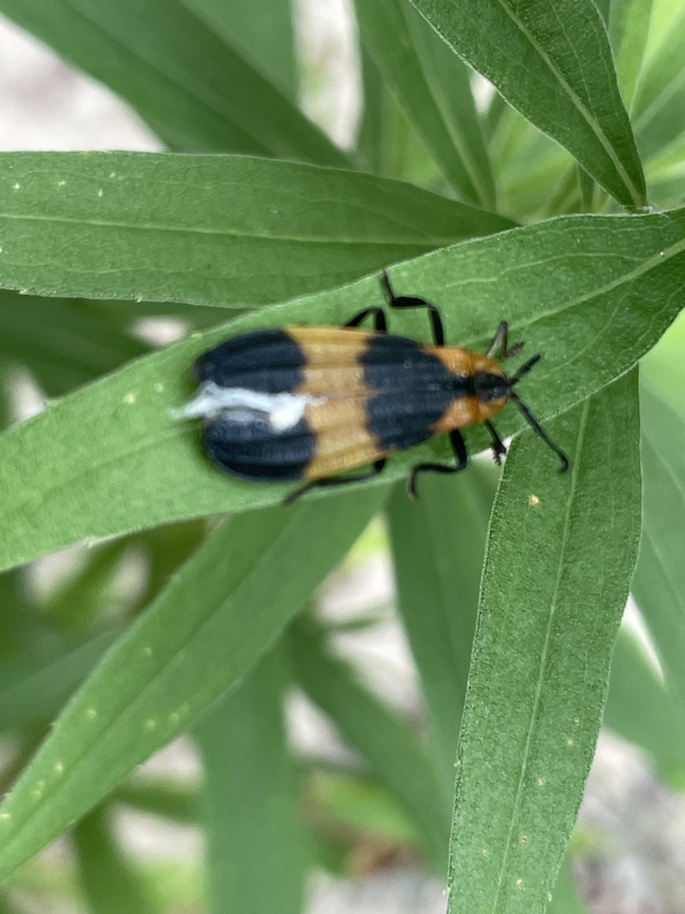 Net-winged Beetles from S Lee Point Rd, Suttons Bay, MI, US on August 8 ...