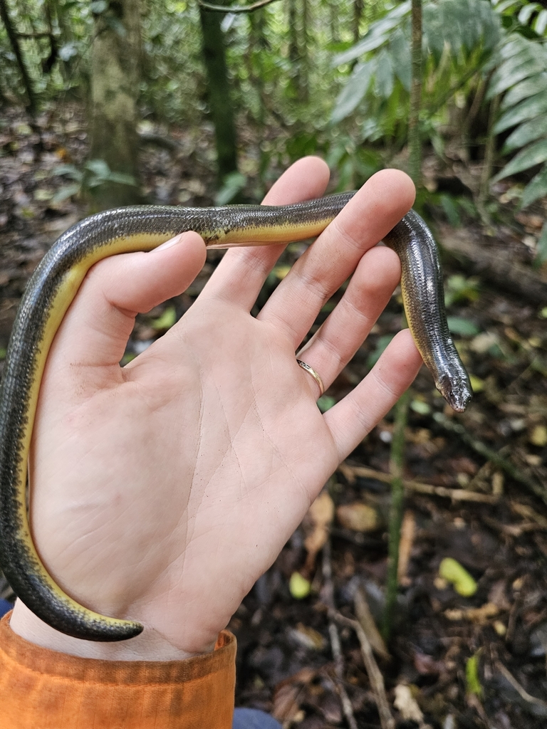 Limbless Snake-Skink from 9QRV+Q4 North Johnstone River Lookout ...
