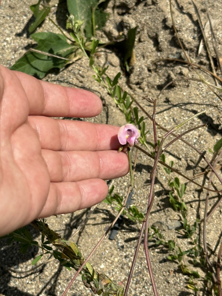 trailing fuzzy-bean from Cossatot River, Wickes, AR, US on August 9 ...