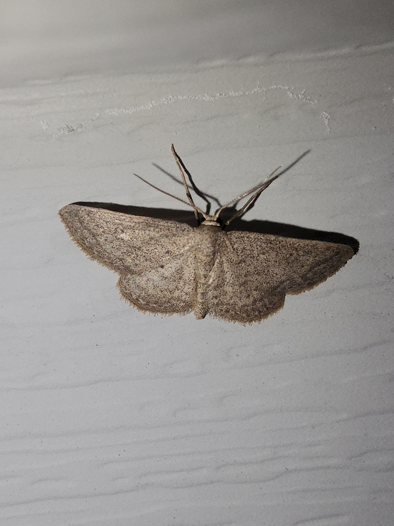 Drab Brown Wave from Blythewood, SC, USA on August 09, 2024 at 10:47 PM ...
