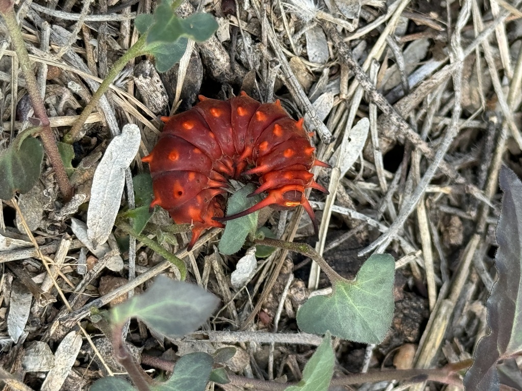 Pipevine Swallowtail from Benson, AZ, US on August 9, 2024 at 12:59 PM ...
