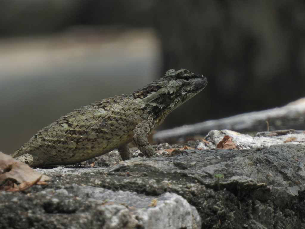 Black-nosed Lizard from S, 70987 Crucecita, Oax., México on August 3 ...