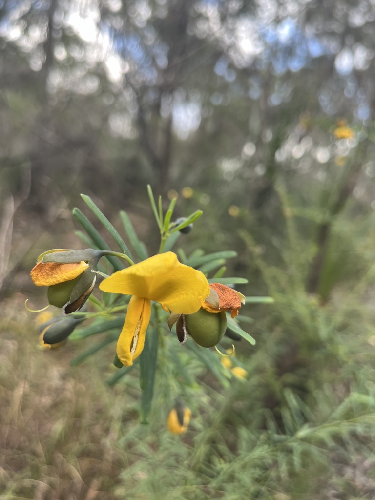 Something from Toohey Forest Park, Nathan, QLD, AU on August 10, 2024 ...