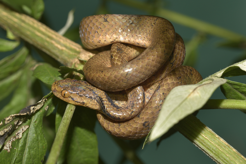 Chinese Slug Snake from 中国四川省成都市邛崃市 on August 4, 2024 at 09:41 PM by ...