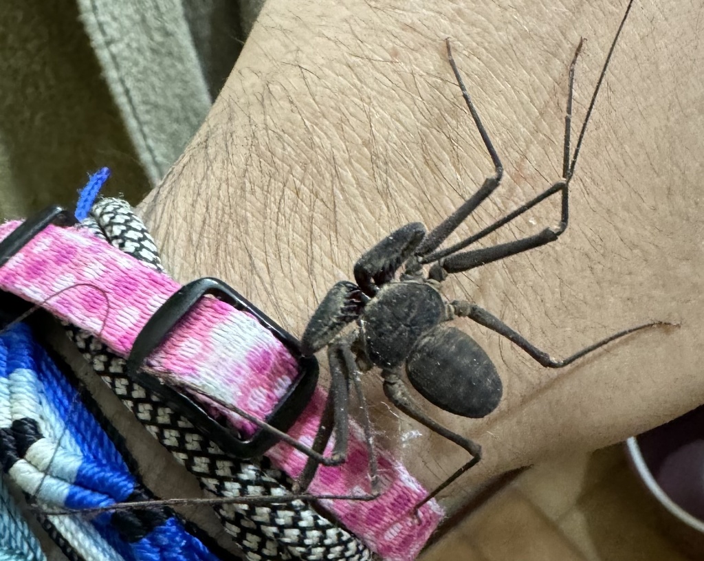 Tendarapo de Pocock desde Calle Fidel Velázquez Sánchez, Matamoros ...