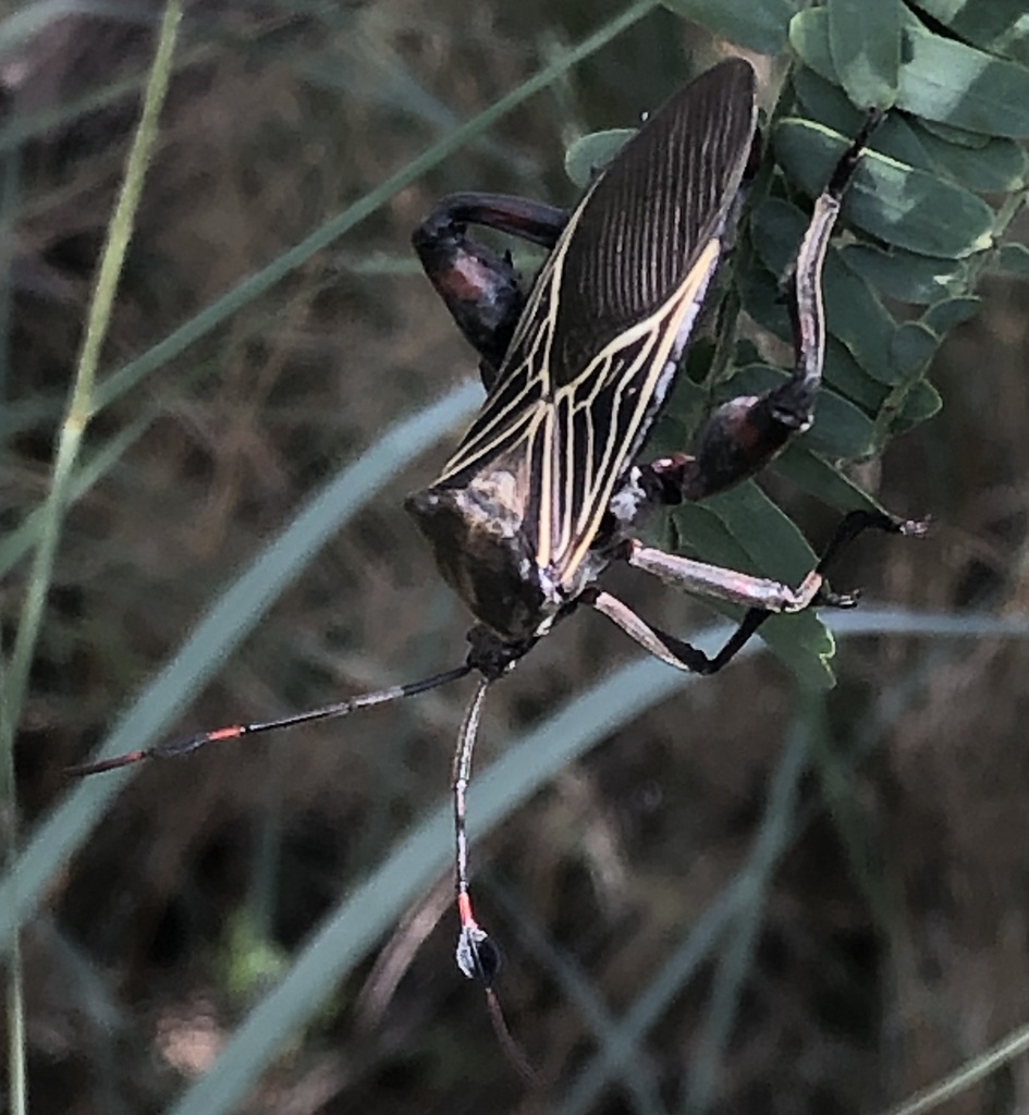 Giant Mesquite Bug from Las Cienegas National Conservation Area ...