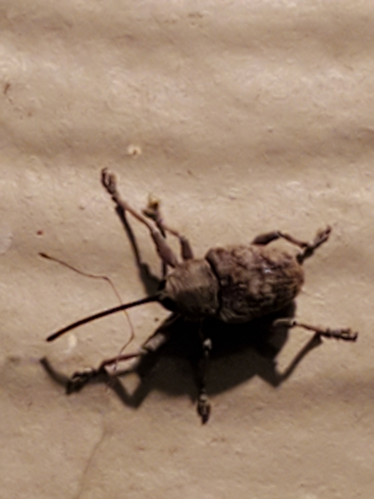 True Weevils from Arboretum, San Antonio, TX, USA on August 9, 2024 at ...