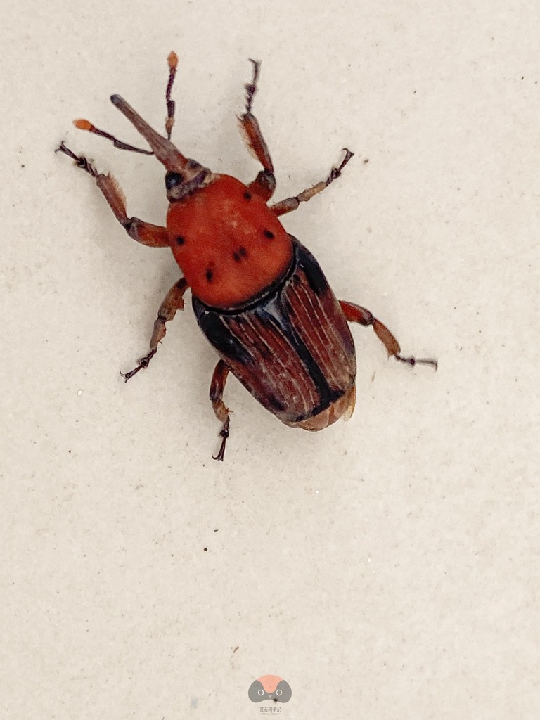 Red Palm Weevil from 中国云南省昆明市 on August 1, 2024 at 02:14 PM by Yuk Lic ...