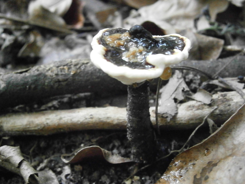 Sanguinoderma rugosum from Urachiche, 3204, Yaracuy, Venezuela on ...