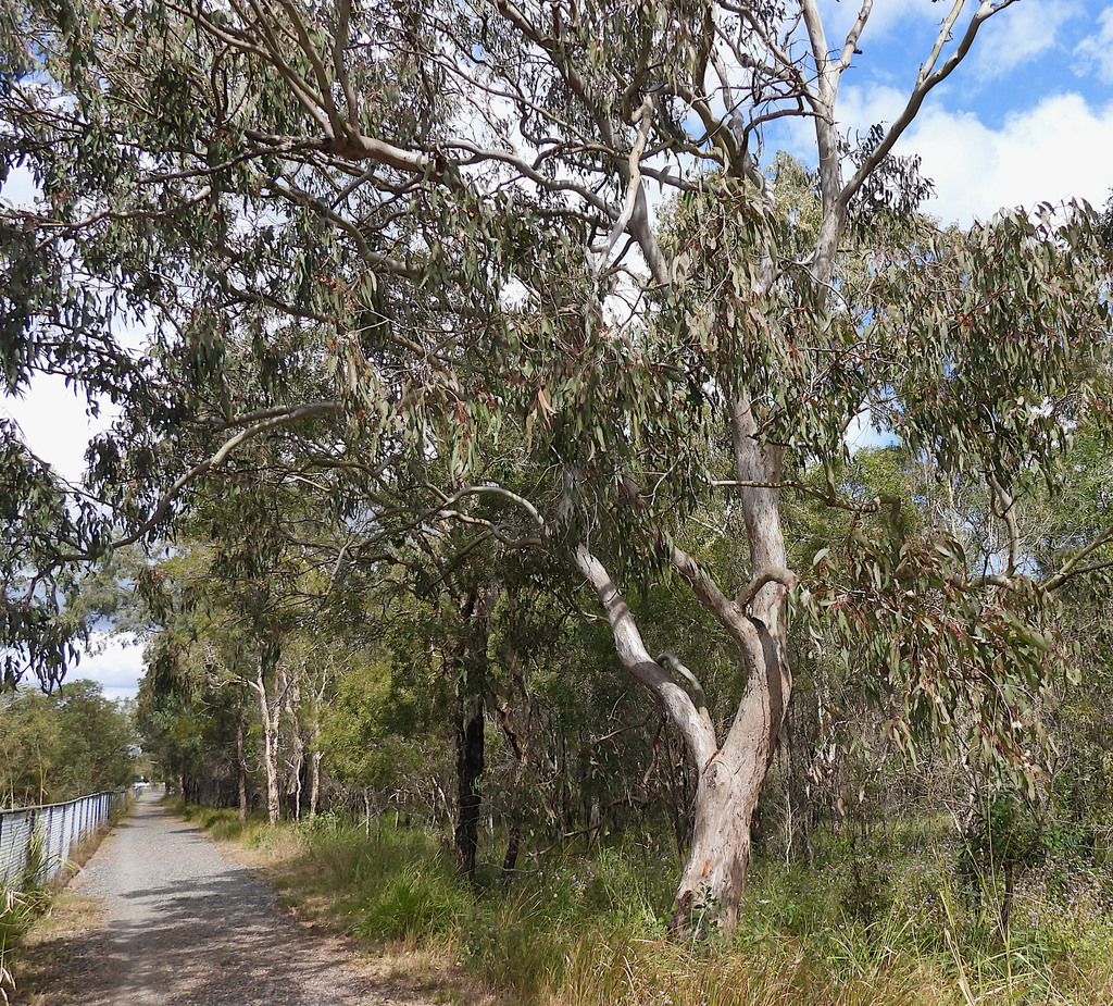eucalyptus from 4th Lagoon Deagon Wetlands, Sandgate QLD 4017 ...