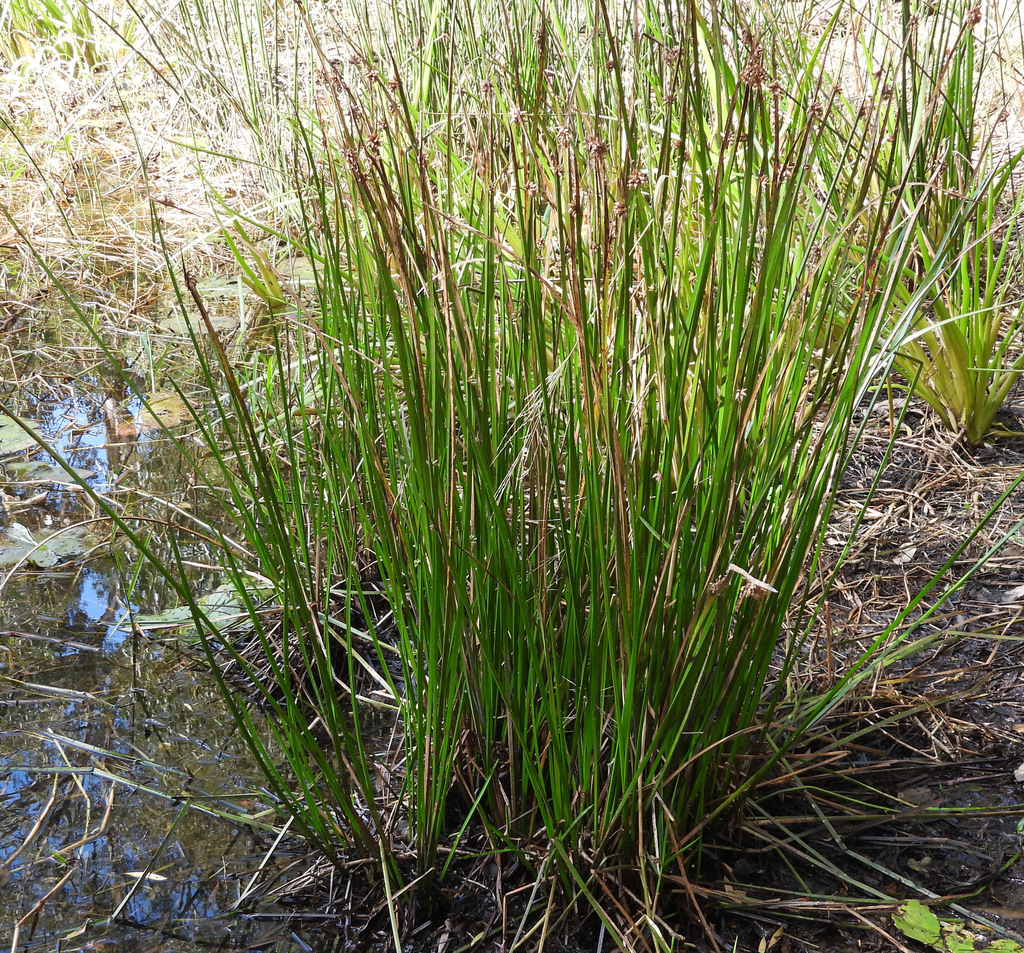 Bog Bulrush from 4th Lagoon Deagon Wetlands, Sandgate QLD 4017 ...