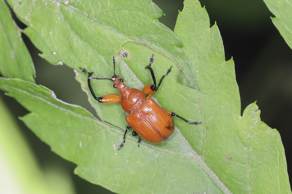 Henicolabus giganteus from 中国北京市门头沟区109国道小龙门国家森林公园 邮政编码: 075636 on July ...