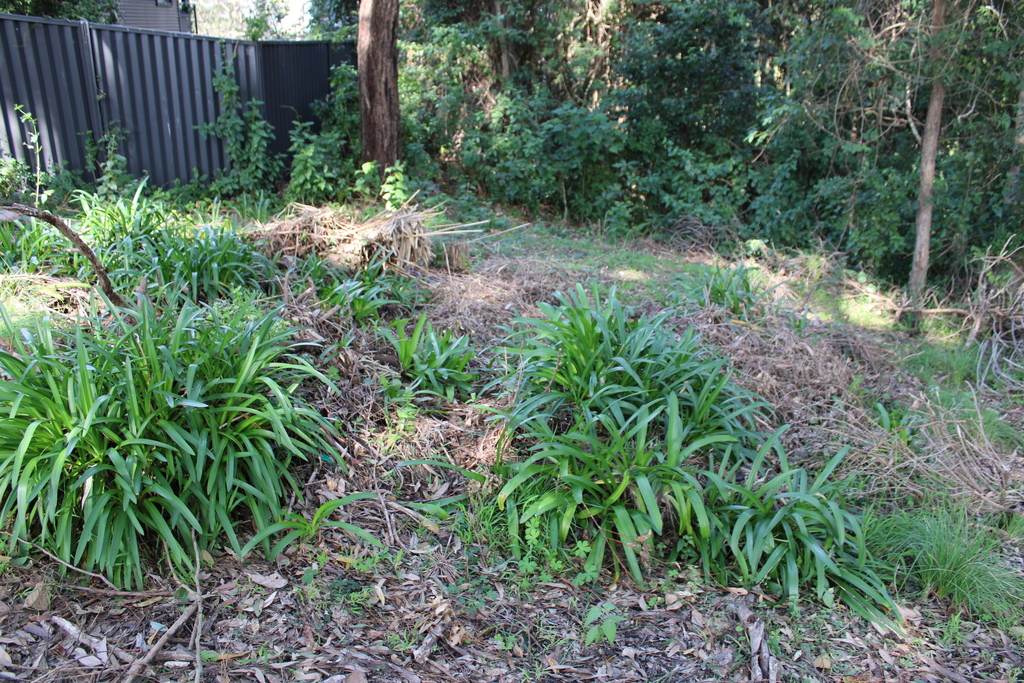 Bush Lilies from Orange Grove trail Smiths Lake NSW 2428, Australia on August 10, 2024 at 11:33 ...