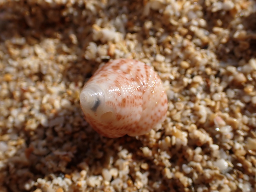 Spotted strawberry top shell from Lord Howe Island, Settlement Beach on ...