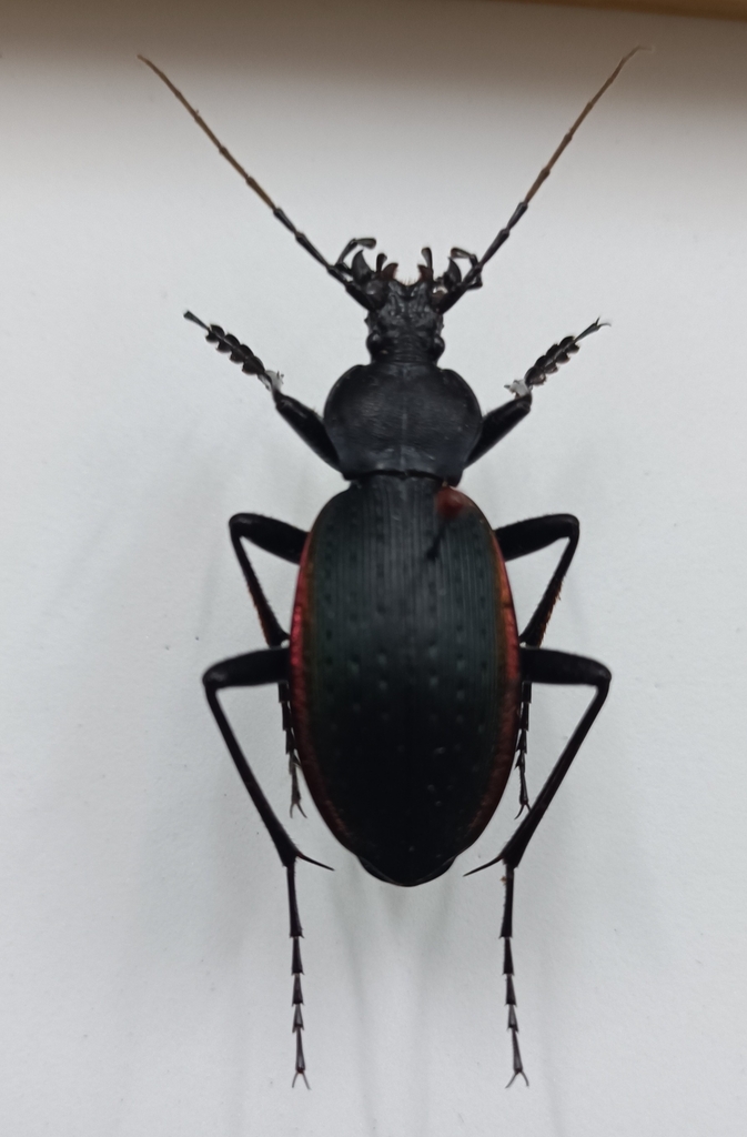 Carabus prodigus from Guangzhou, CN-GD, CN on August 10, 2024 at 02:04 ...